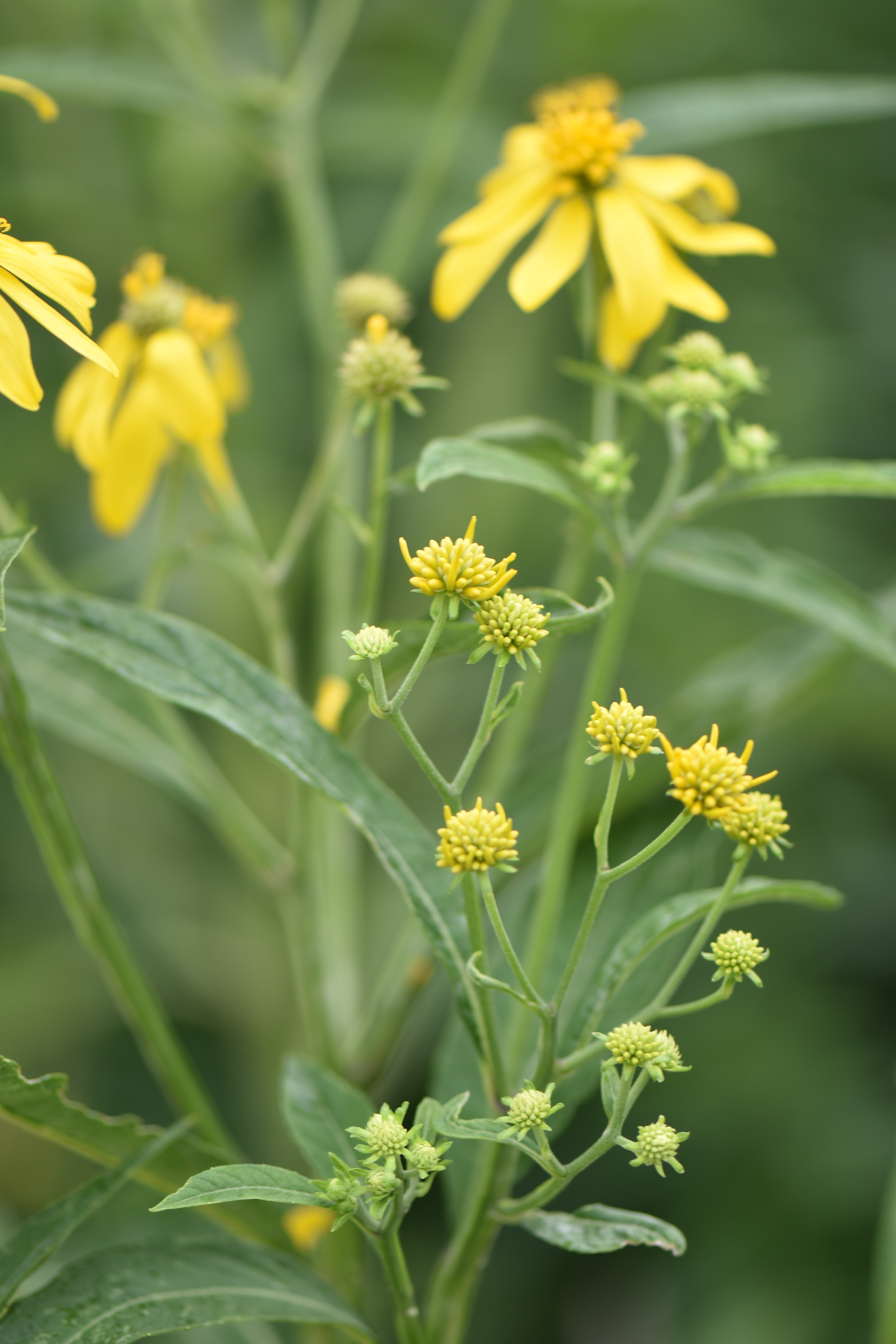 Winged perennial native… – Miracles Respectfully Preserved by Pamela