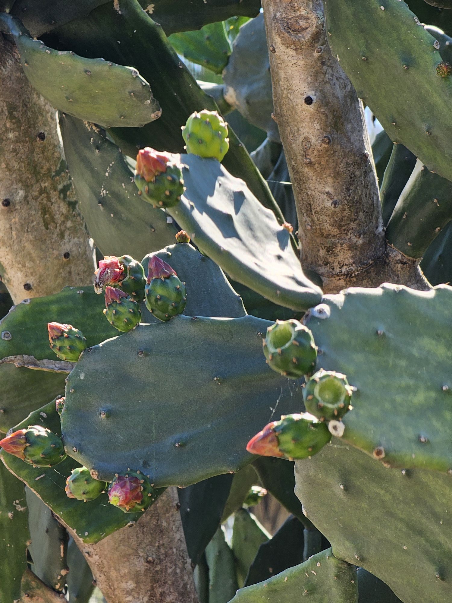 Flowering cacti… – Miracles Respectfully Preserved by Pamela