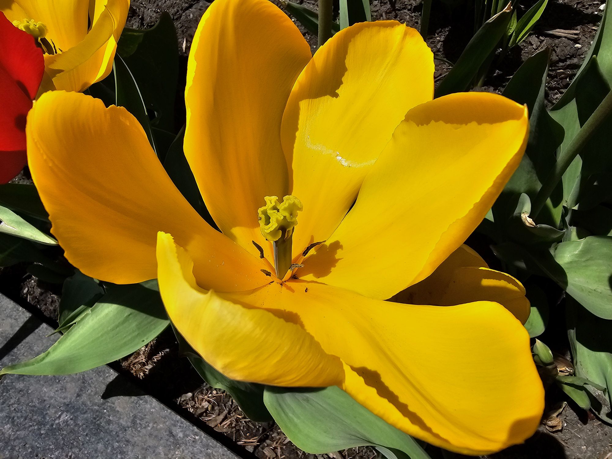 Beautiful strength and resilience… – Miracles Respectfully Preserved by ...