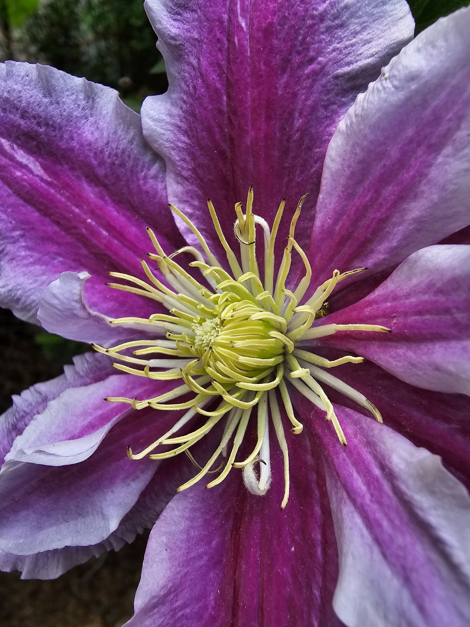 Summer climber… – Miracles Respectfully Preserved by Pamela